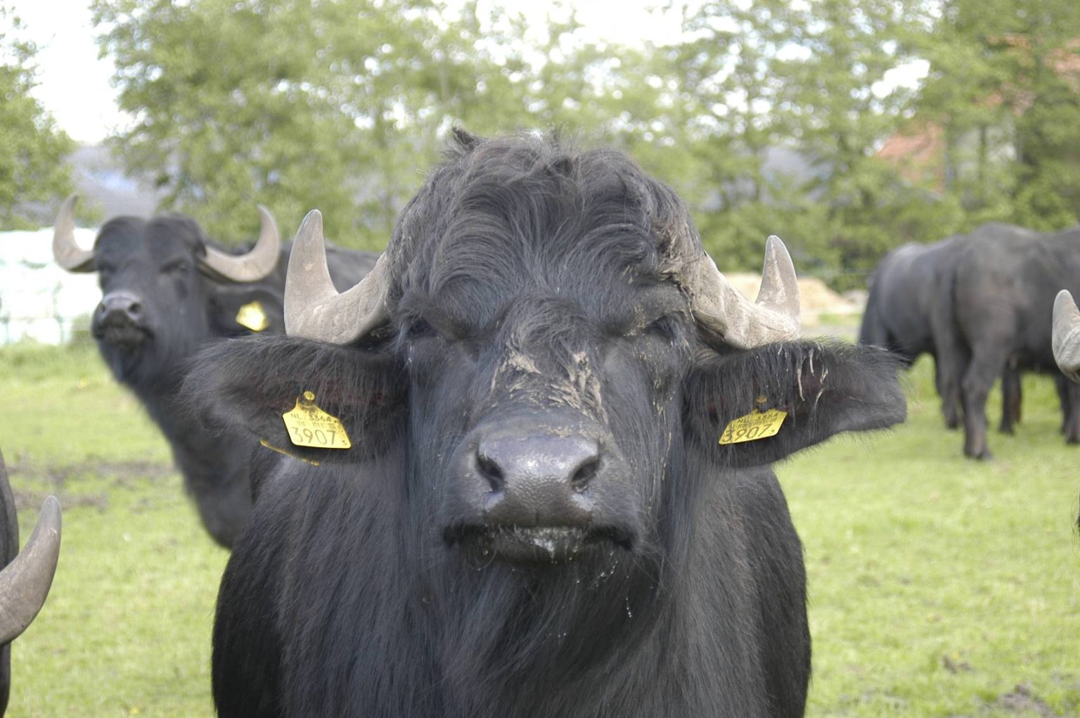 Waterbuffelboerderij ‘’De Buffelpleats’’ - Samenlevinglandbouwnatuur